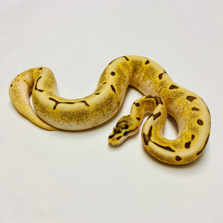 Ball Pythons for Sale at BHB Reptiles - High Quality & Wide Variety in ...