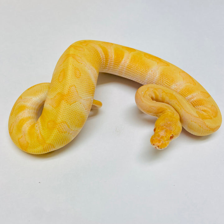 Ball Pythons for Sale at BHB Reptiles - High Quality & Wide Variety in ...
