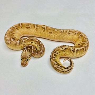 Ball Pythons for Sale at BHB Reptiles - High Quality & Wide Variety in ...