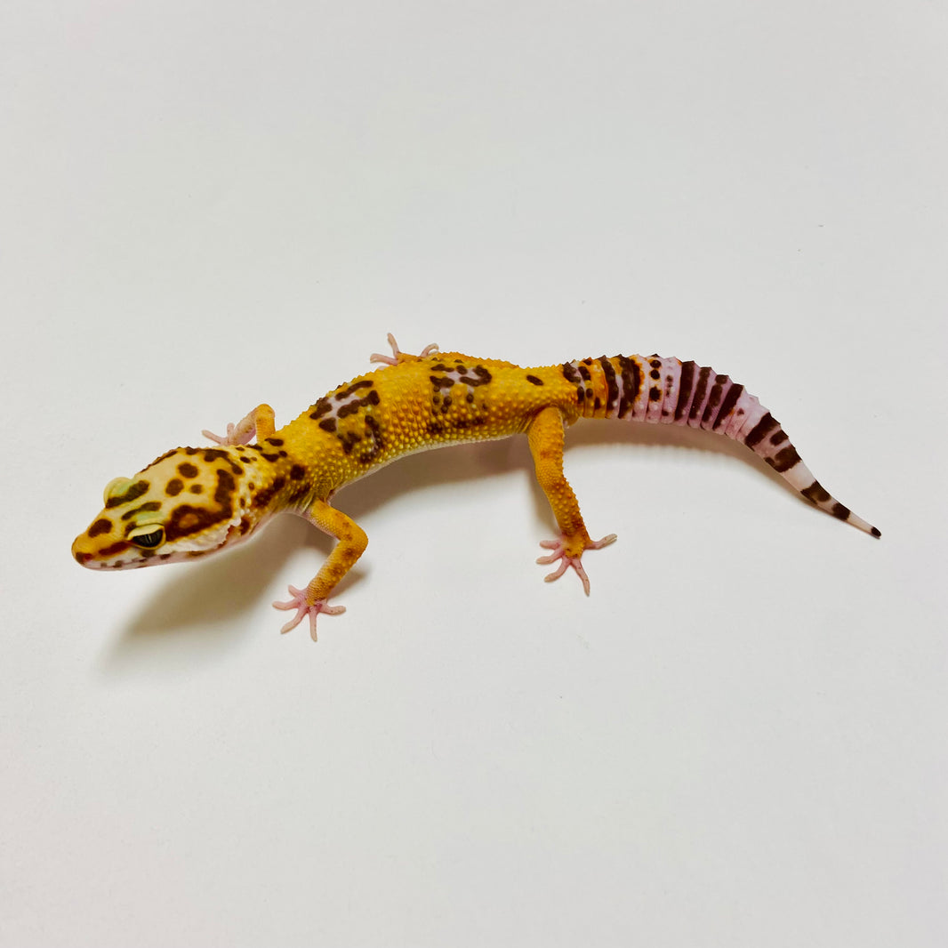 Leopard Geckos for Sale at BHB! Top Quality & Vast Selection in the US ...