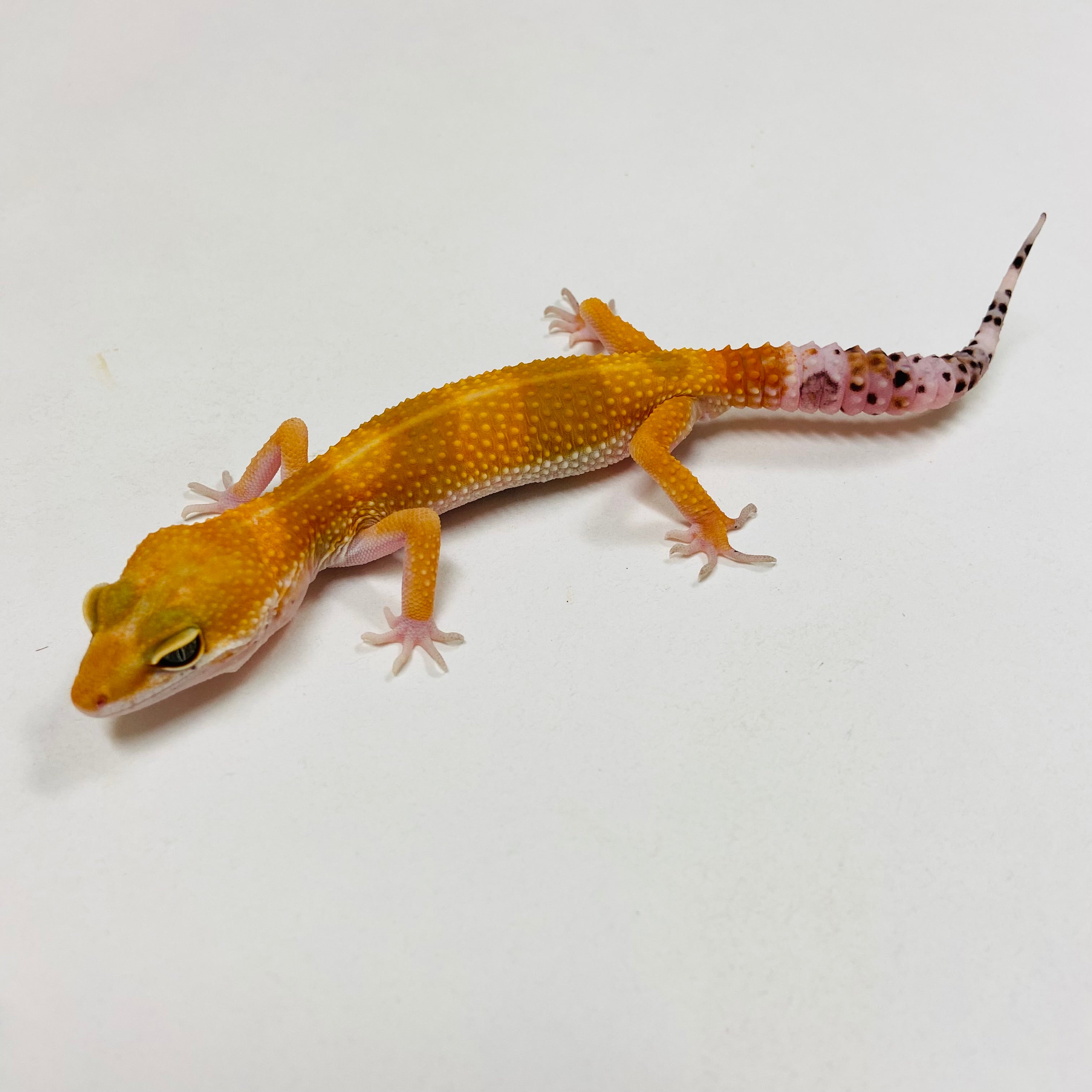 Leopard Geckos for Sale at BHB! Top Quality & Vast Selection in the US ...