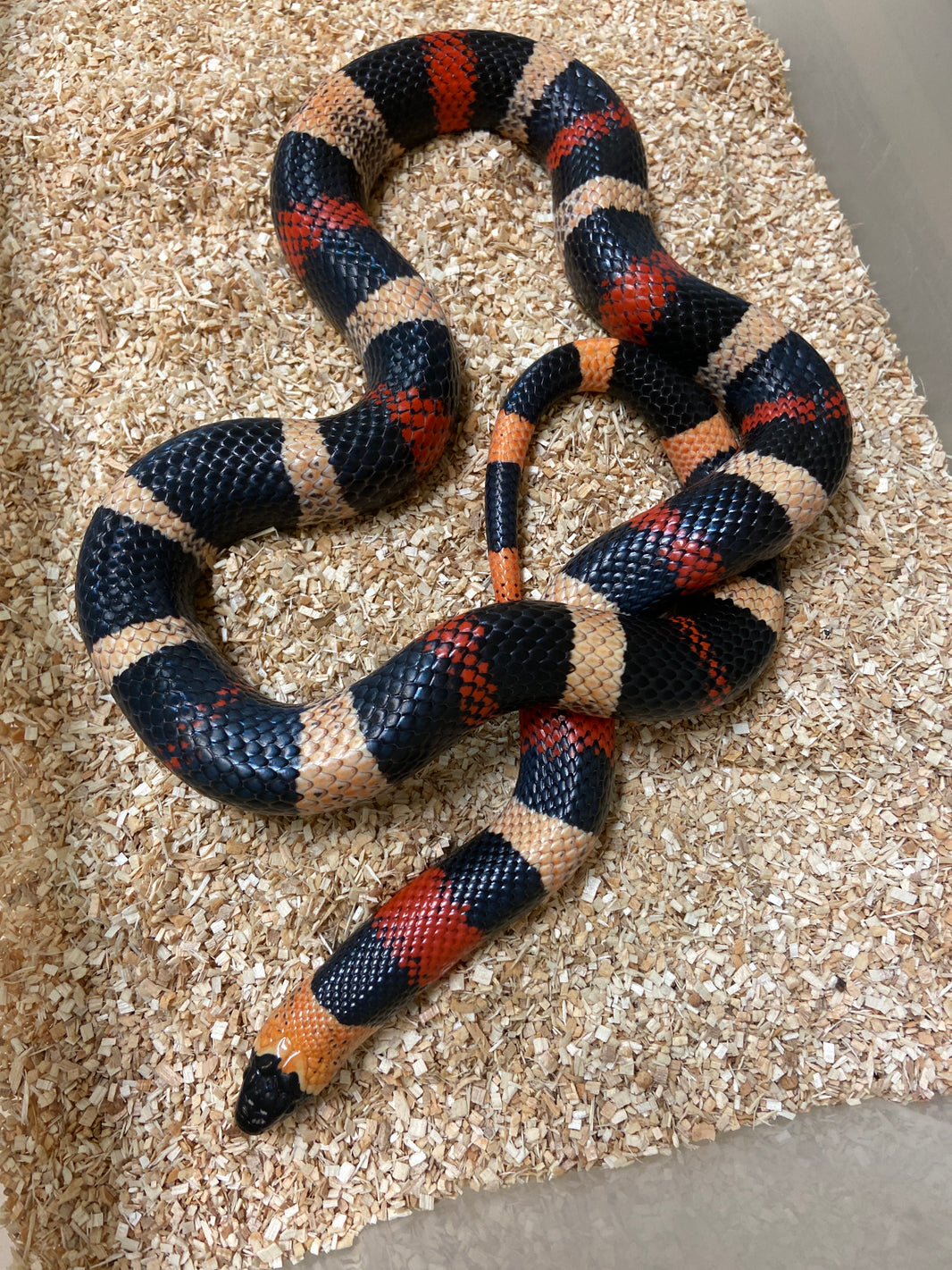 Milk Snakes For Sale - BHB Reptiles