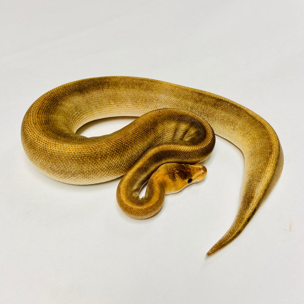 Ball Pythons for Sale at BHB Reptiles - High Quality & Wide Variety in ...