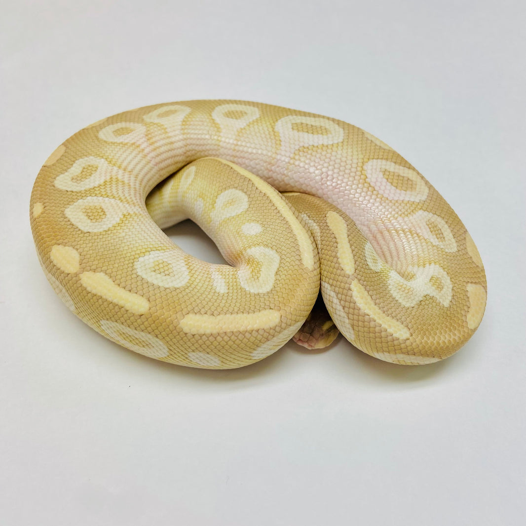 Ball Pythons for Sale at BHB Reptiles - High Quality & Wide Variety in ...