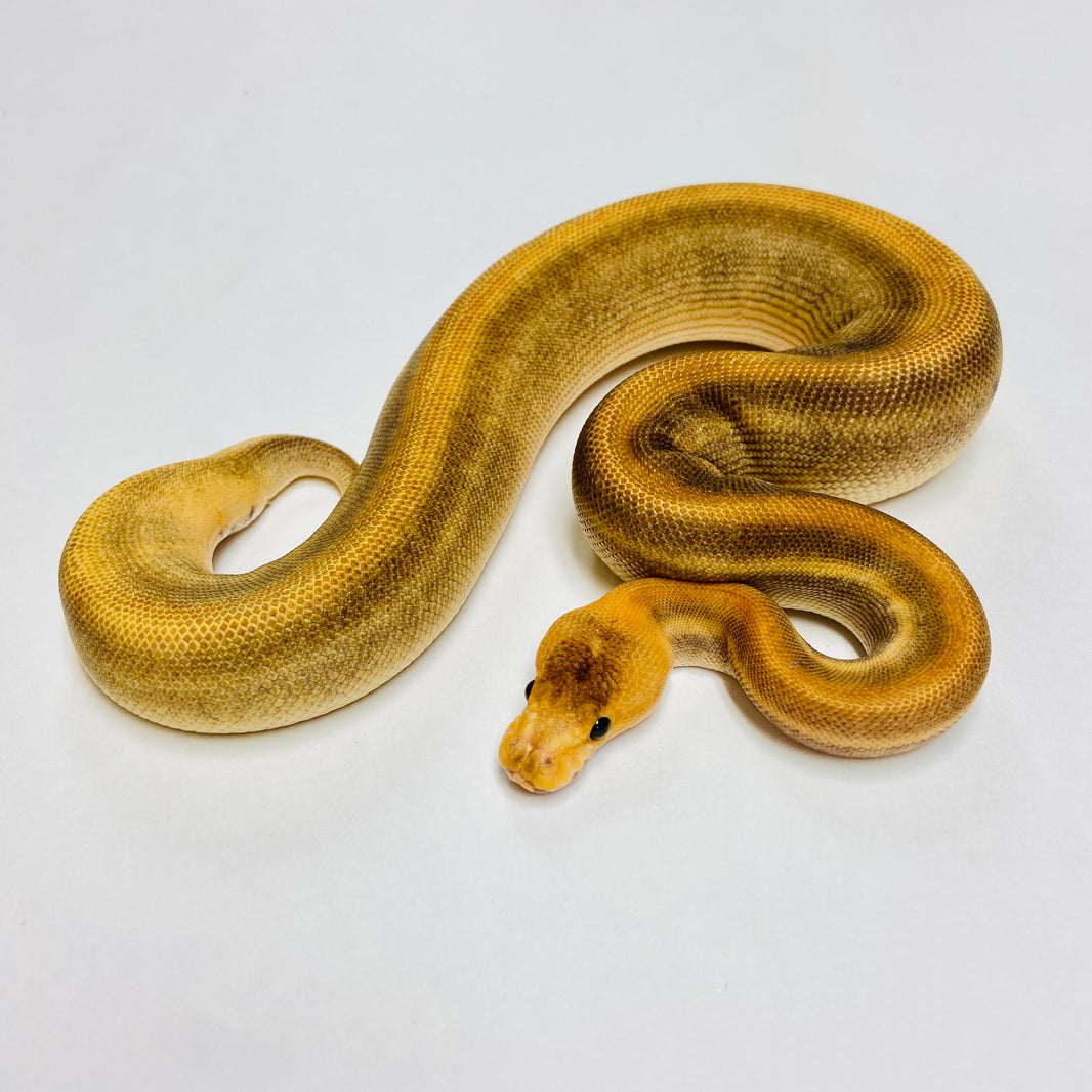 Ball Pythons for Sale at BHB Reptiles - High Quality & Wide Variety in ...