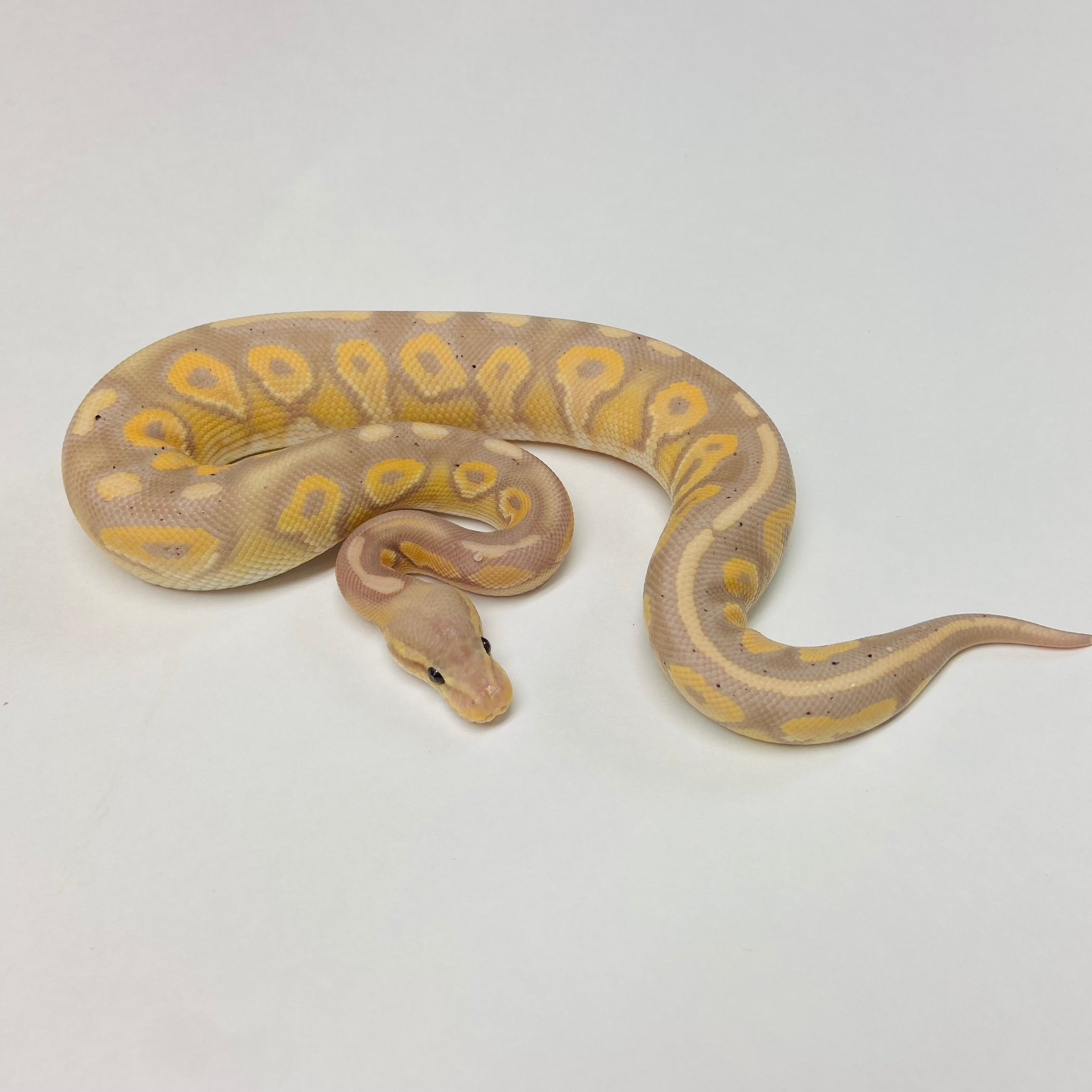 Products – Page 2 – BHB Reptiles