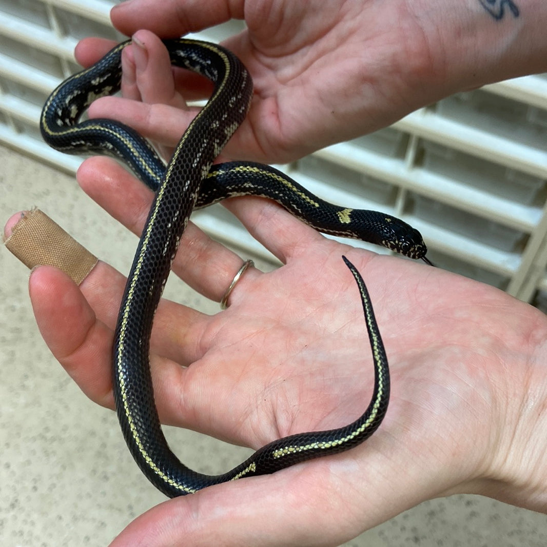 King Snakes For Sale – BHB Reptiles