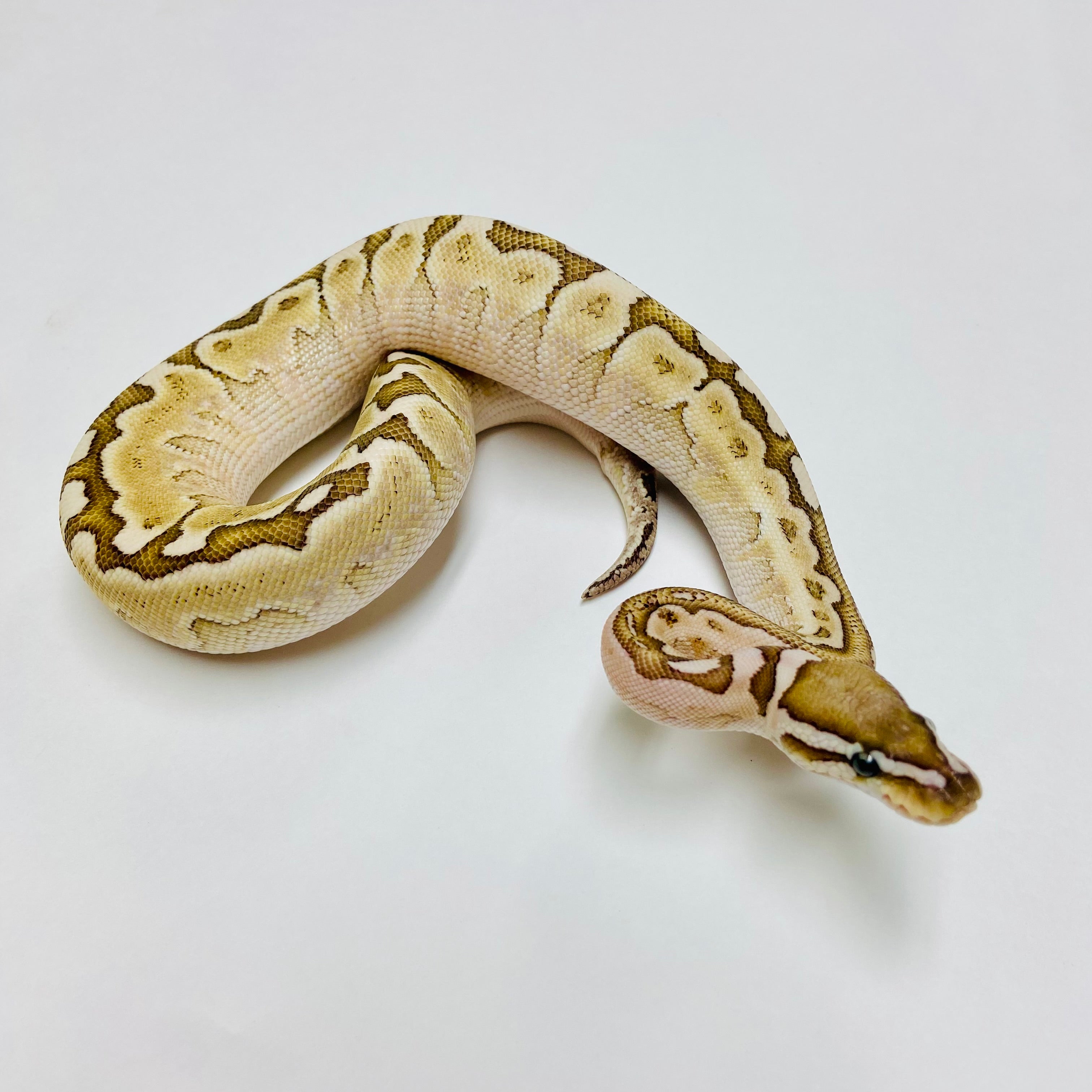 Products – Page 2 – BHB Reptiles