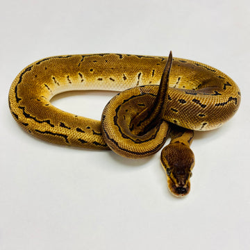 Ball Pythons for Sale at BHB Reptiles - High Quality & Wide Variety in ...