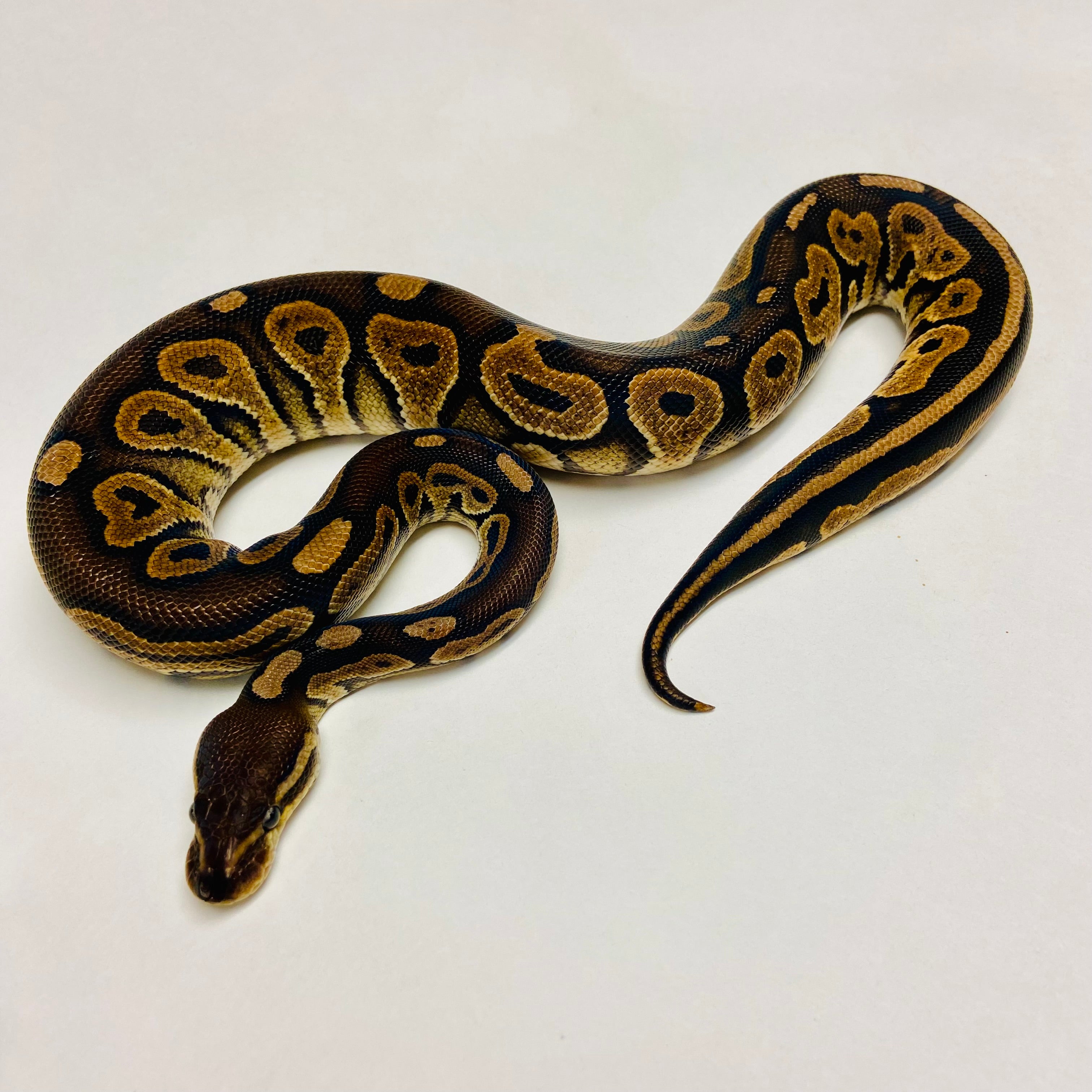 Ball Pythons for Sale at BHB Reptiles - High Quality & Wide Variety in ...