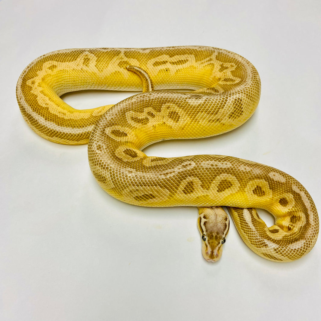 Ball Pythons for Sale at BHB Reptiles - High Quality & Wide Variety in ...