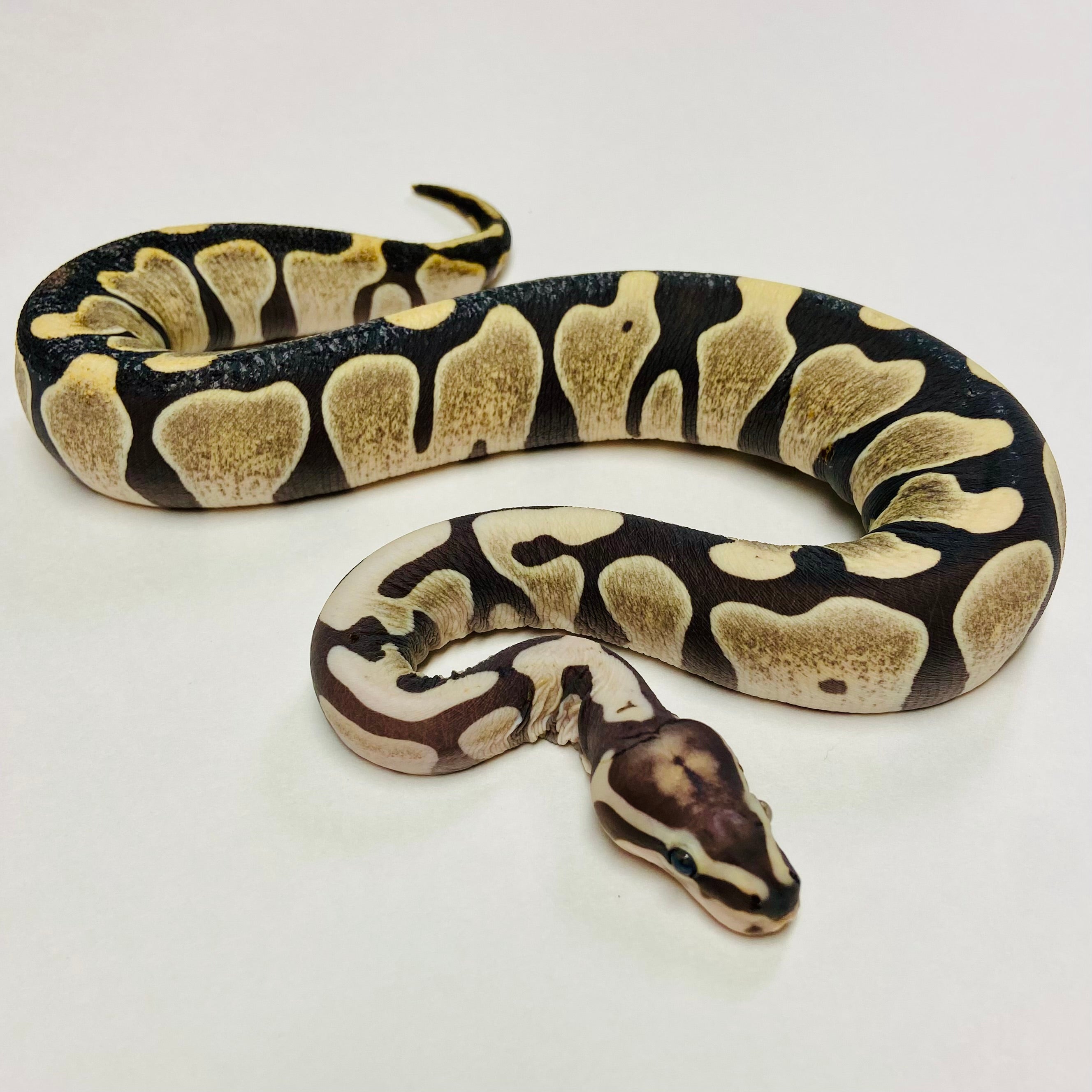 Ball Pythons for Sale at BHB Reptiles - High Quality & Wide Variety in ...