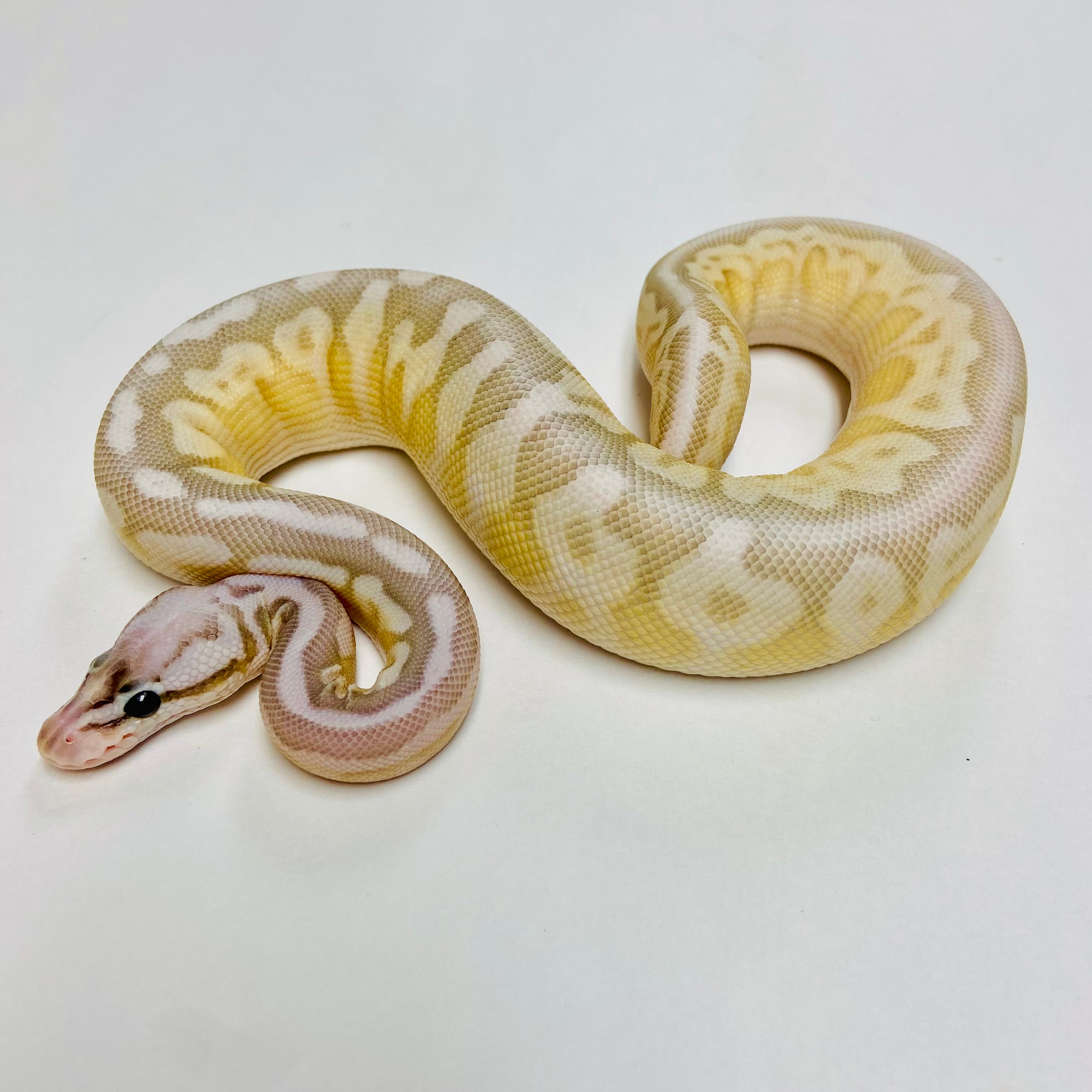 Ball Pythons for Sale at BHB Reptiles - High Quality & Wide Variety in ...