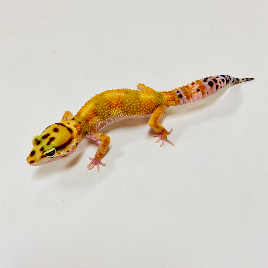 Leopard Geckos for Sale at BHB! Top Quality & Vast Selection in the US ...