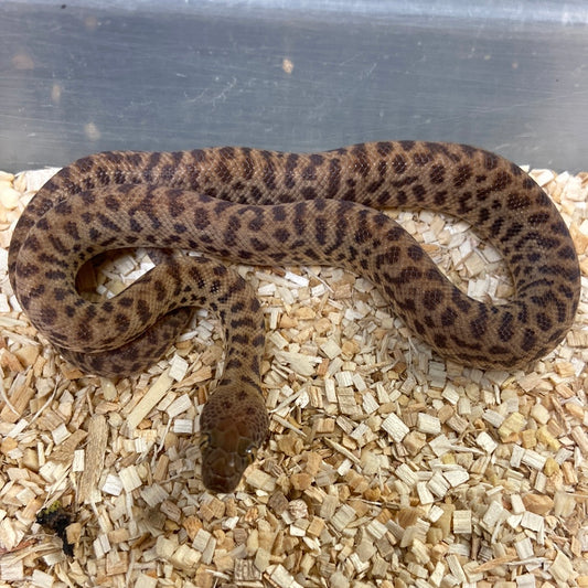 Spotted Pythons – BHB Reptiles