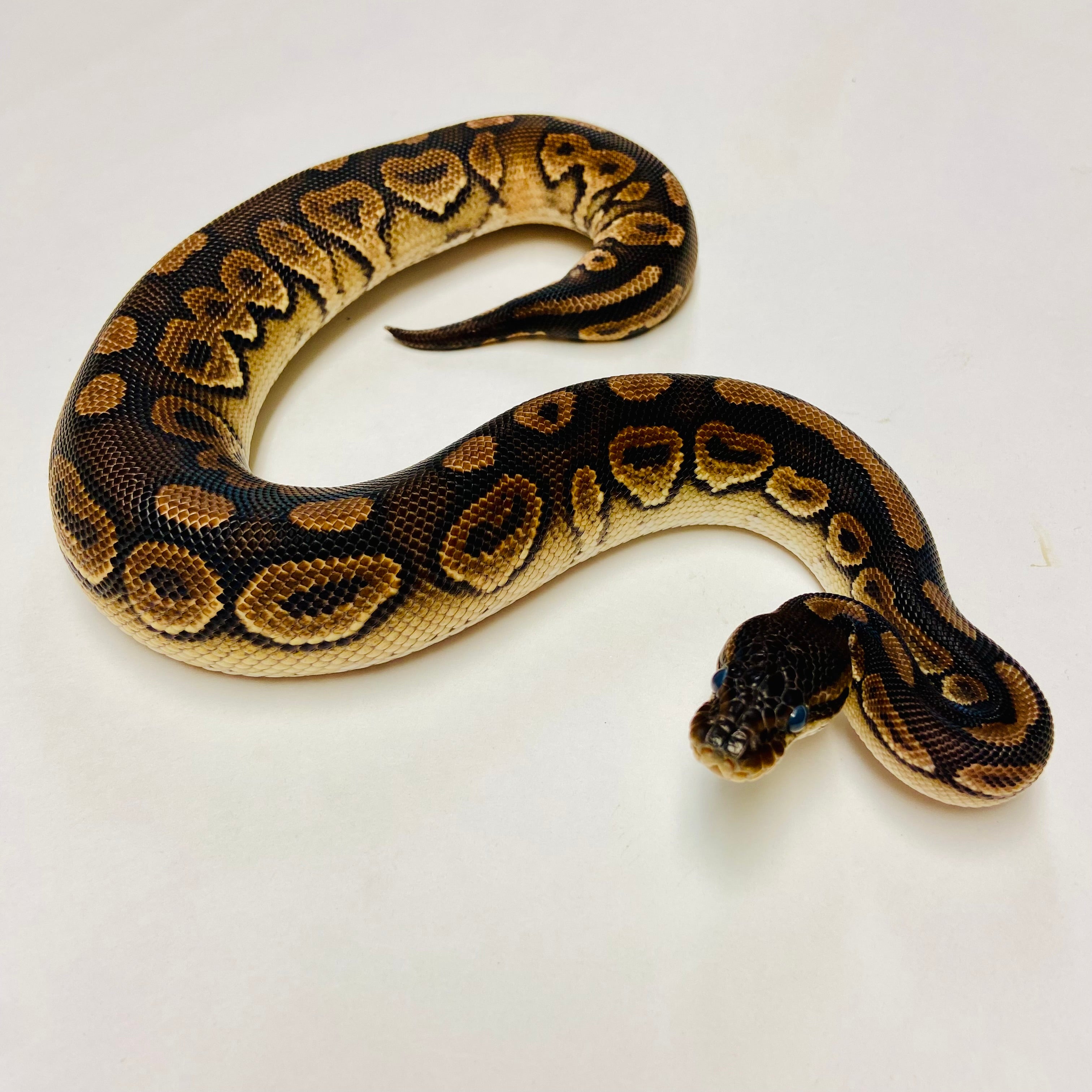 Ball Pythons for Sale at BHB Reptiles - High Quality & Wide Variety in ...