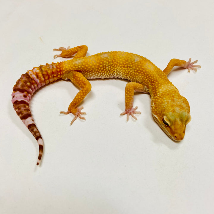 Leopard Geckos for Sale at BHB! Top Quality & Vast Selection in the US ...
