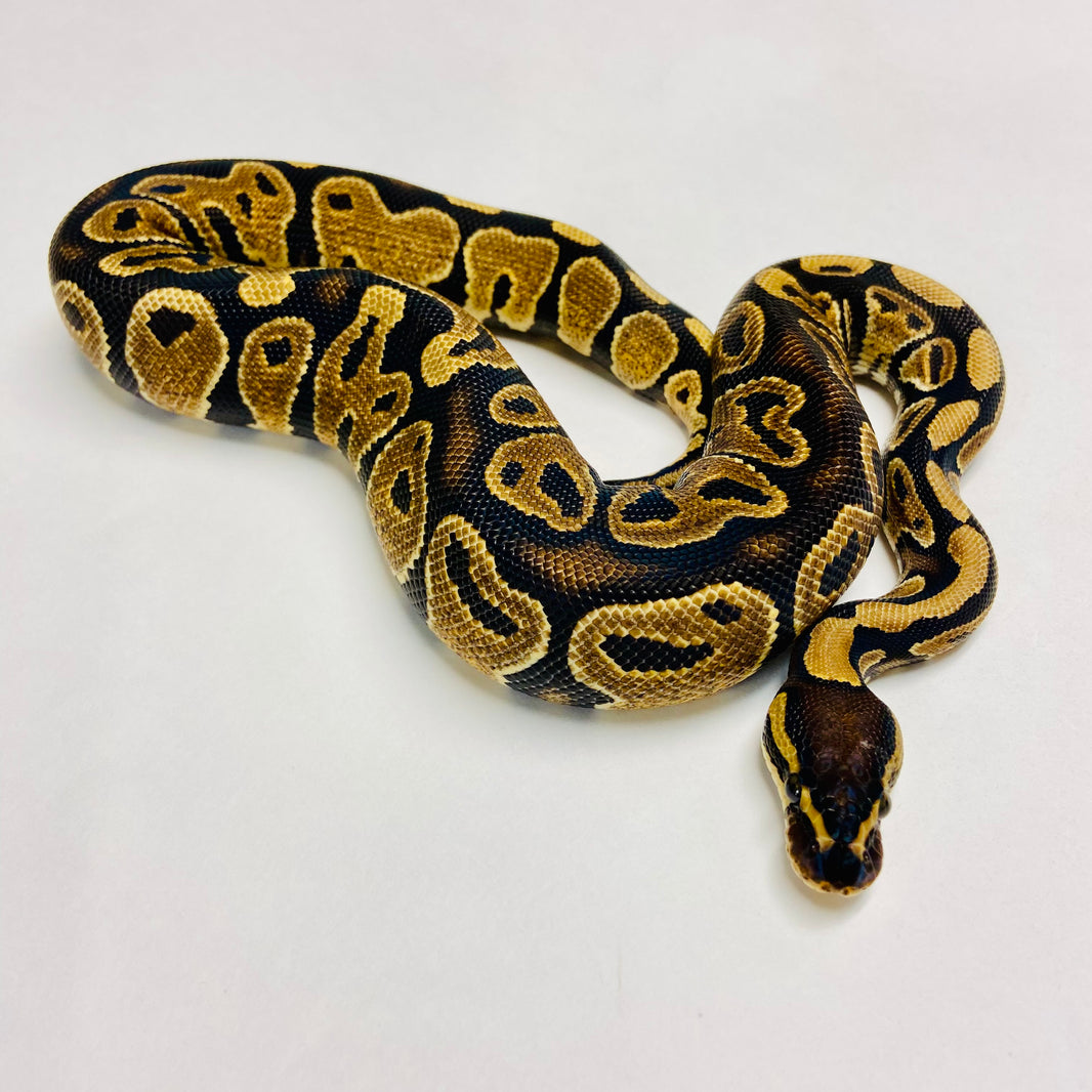 Ball Pythons for Sale at BHB Reptiles - High Quality & Wide Variety in ...