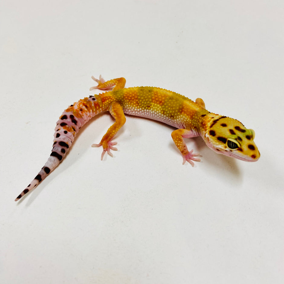 Leopard Geckos for Sale at BHB! Top Quality & Vast Selection in the US ...