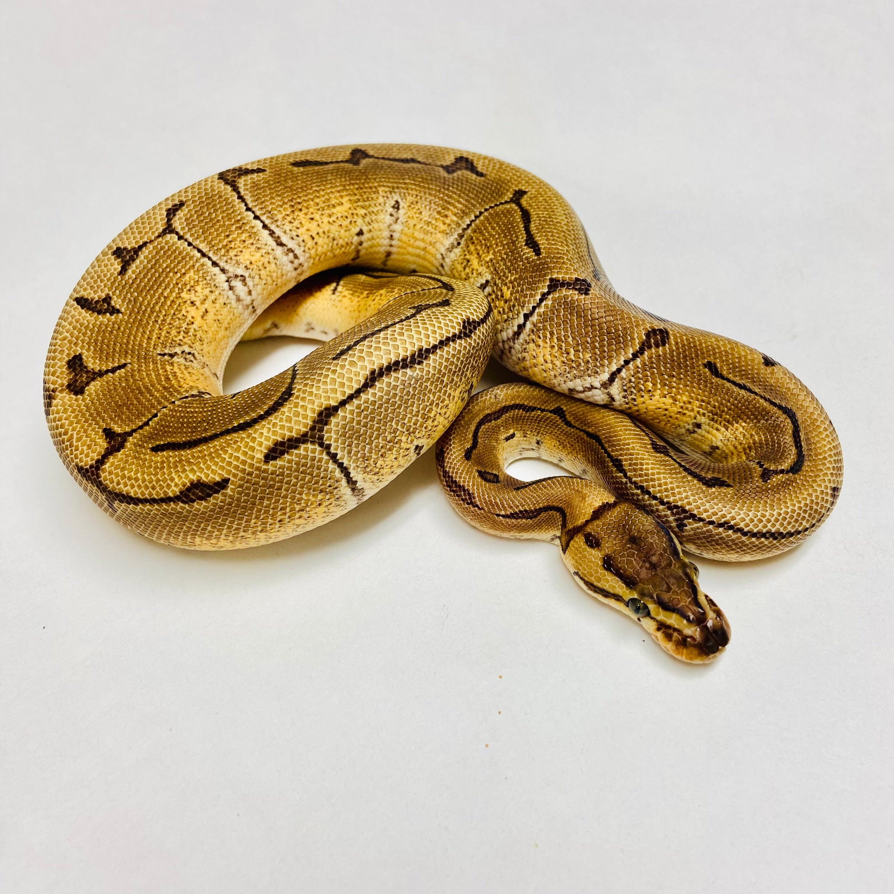 Ball Pythons for Sale at BHB Reptiles - High Quality & Wide Variety in ...