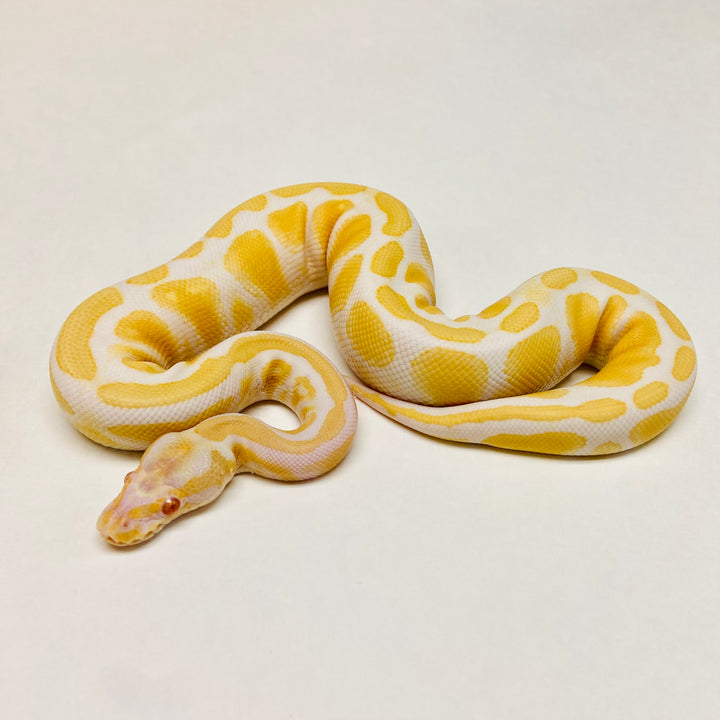 Ball Pythons for Sale at BHB Reptiles - High Quality & Wide Variety in ...