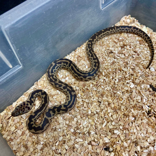 Spotted Pythons – BHB Reptiles