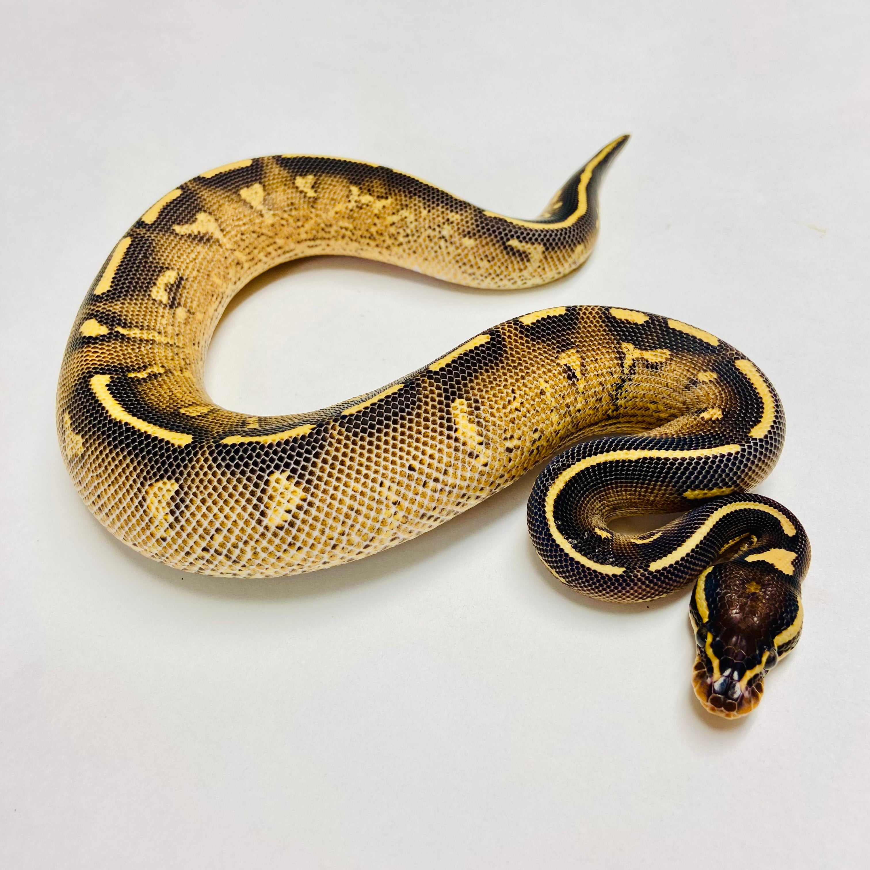 Ball Pythons for Sale at BHB Reptiles - High Quality & Wide Variety in ...