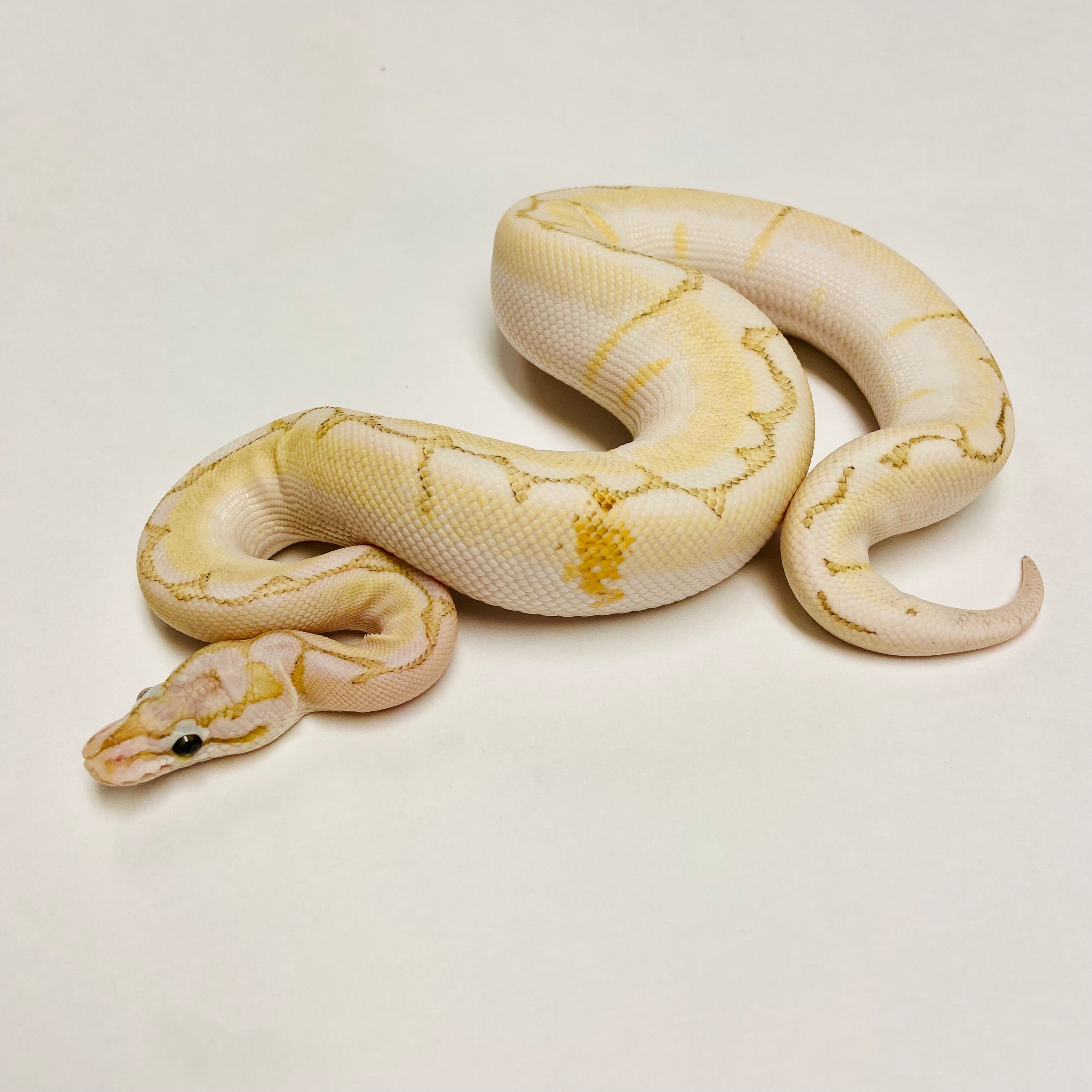 Ball Pythons for Sale at BHB Reptiles - High Quality & Wide Variety in ...