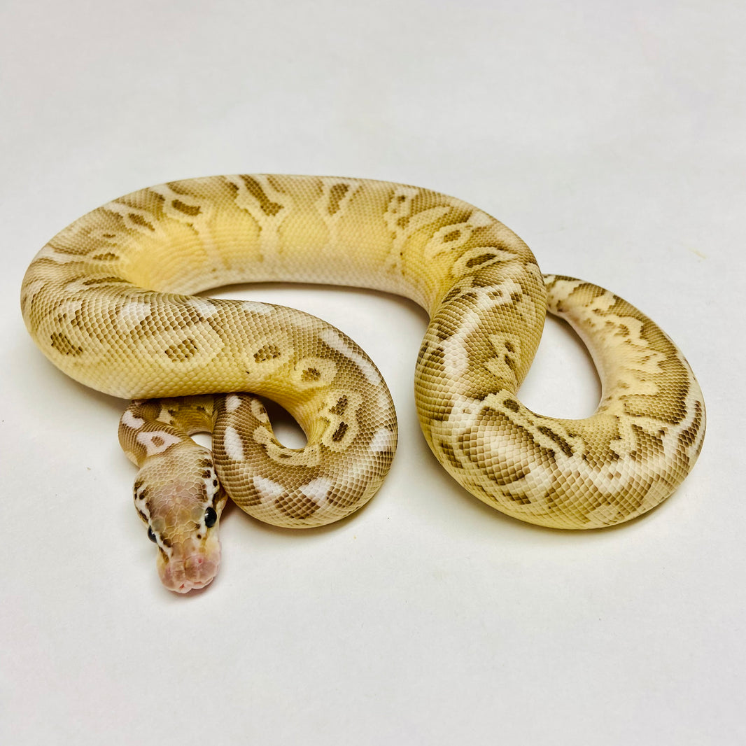 Ball Pythons for Sale at BHB Reptiles - High Quality & Wide Variety in ...