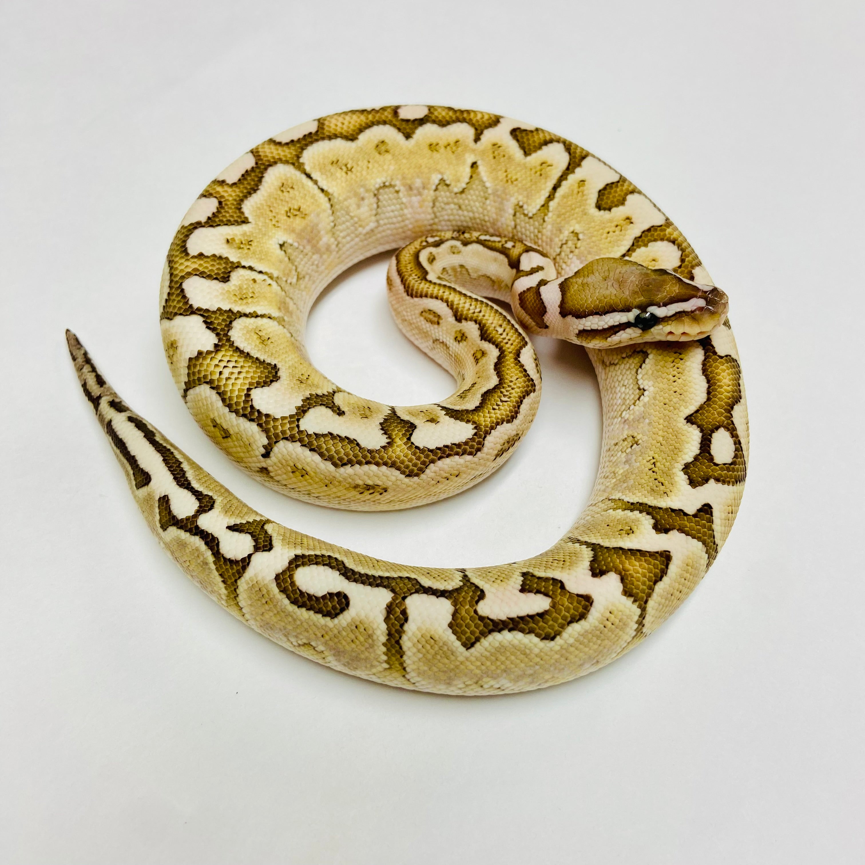 Products – Page 2 – BHB Reptiles