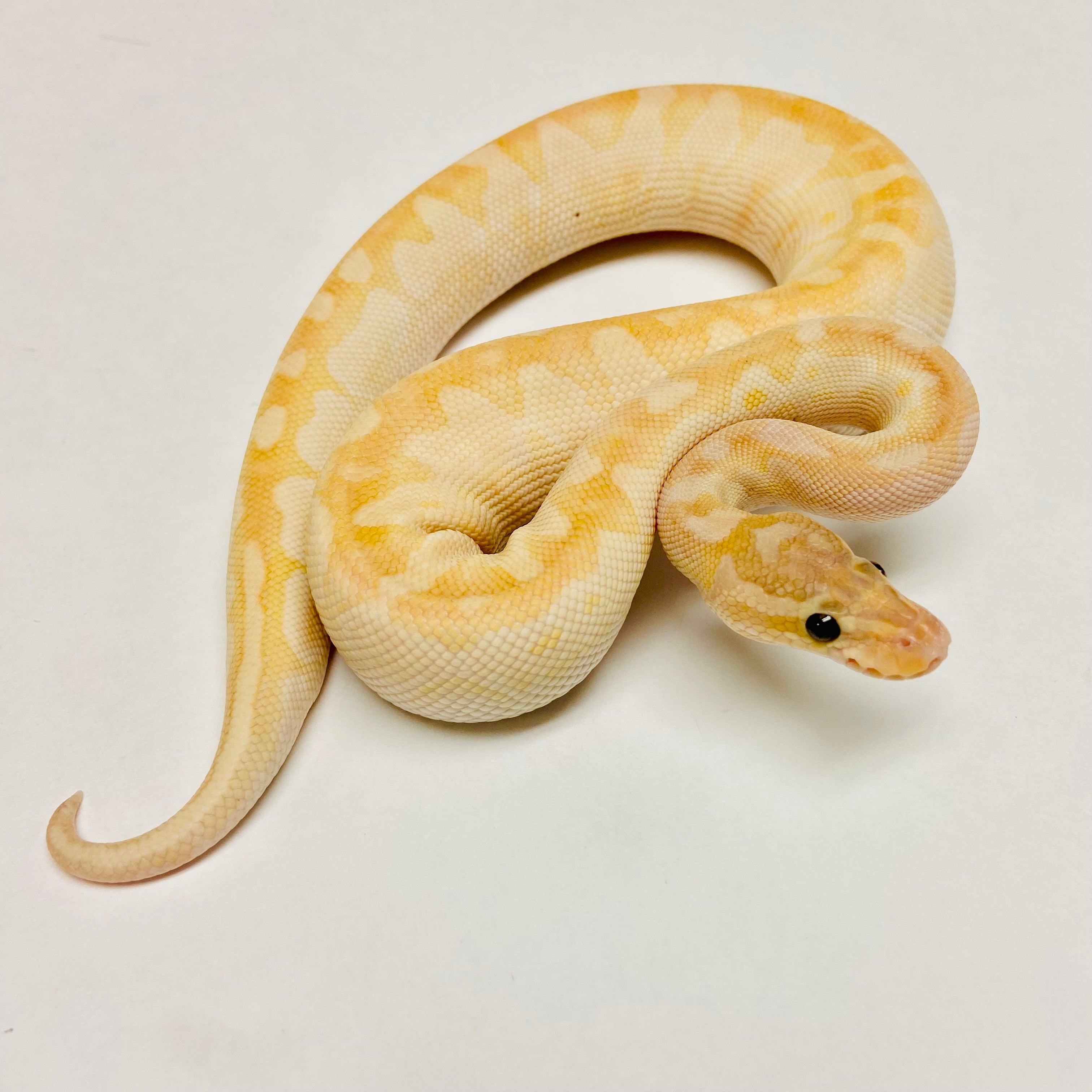 Ball Pythons for Sale at BHB Reptiles - High Quality & Wide Variety in ...