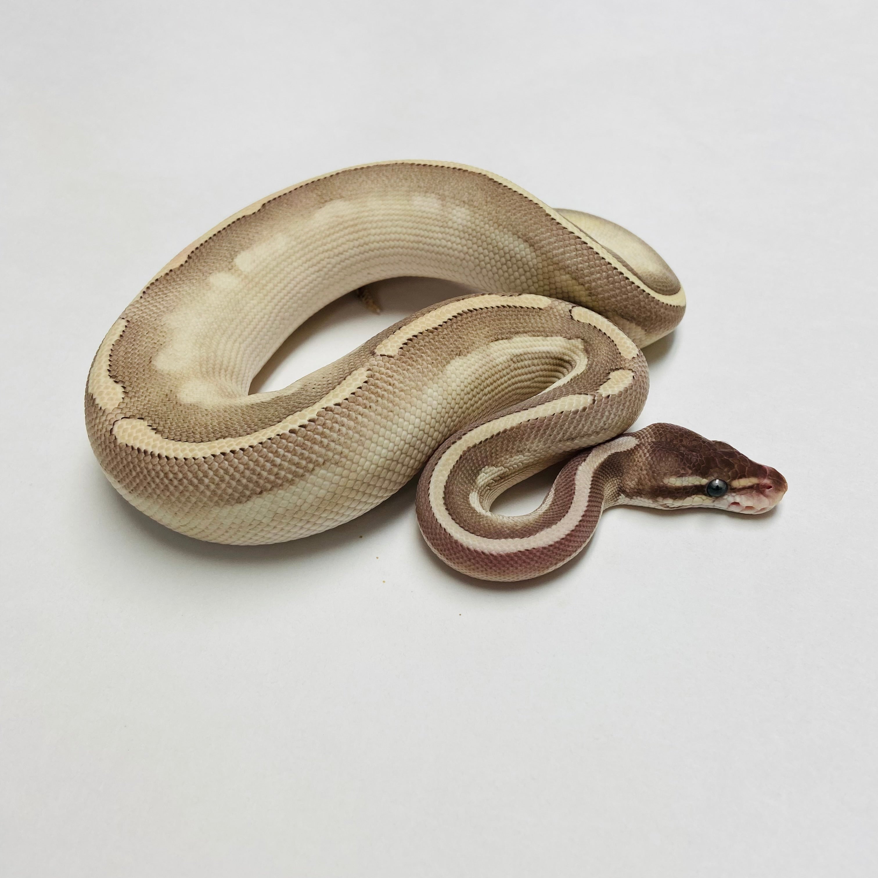 Ball Pythons for Sale at BHB Reptiles - High Quality & Wide Variety in ...