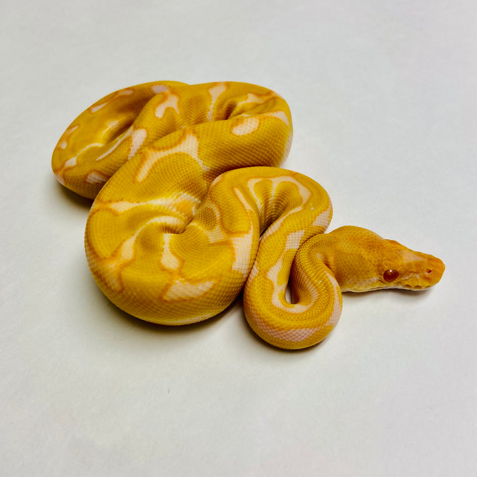 Products – Page 2 – BHB Reptiles