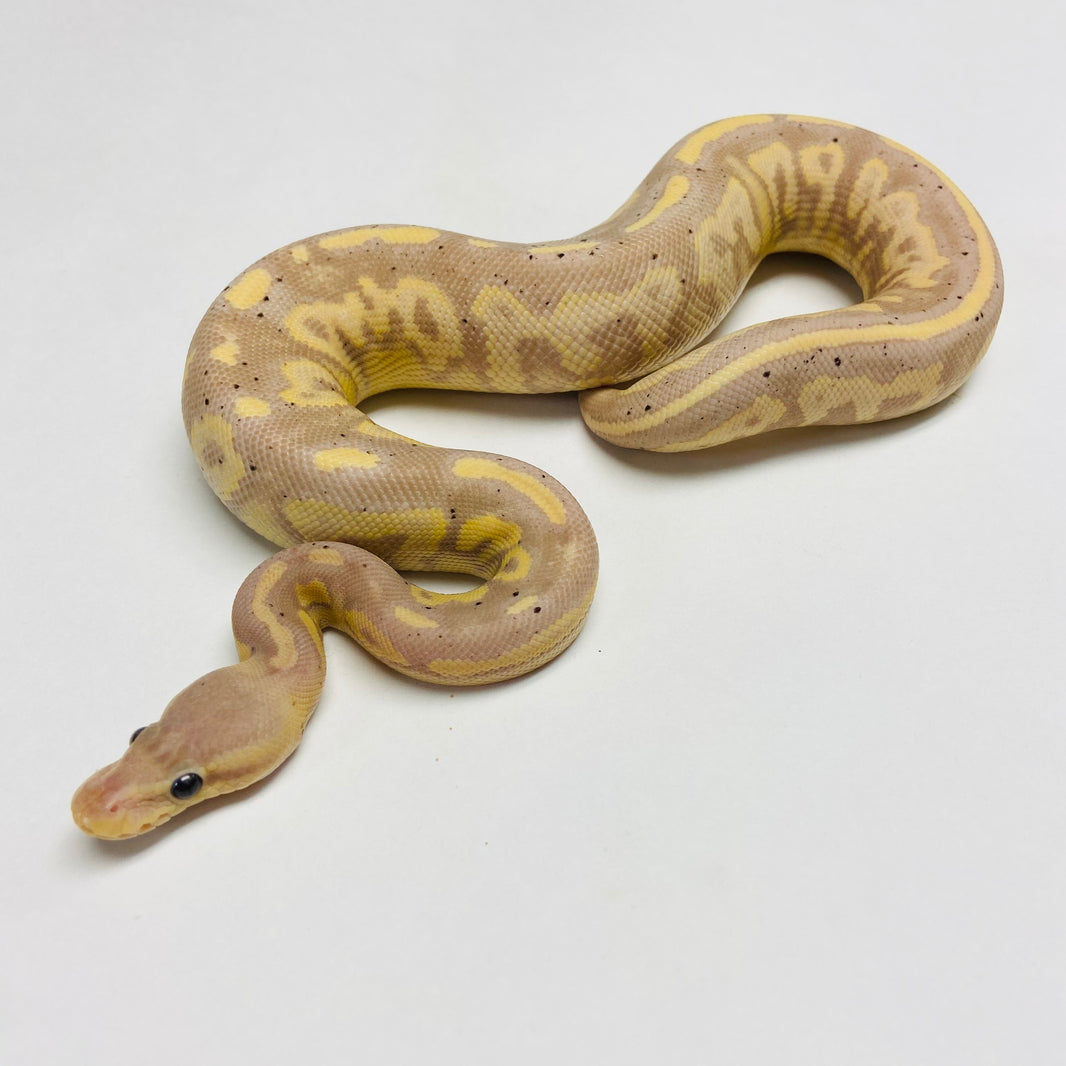 Ball Pythons for Sale at BHB Reptiles - High Quality & Wide Variety in ...