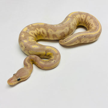 Ball Pythons for Sale at BHB Reptiles - High Quality & Wide Variety in ...