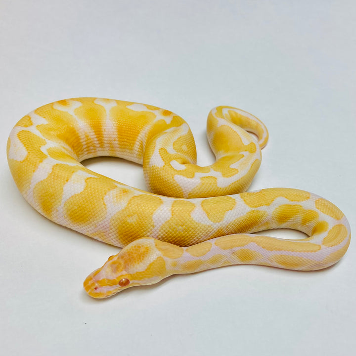 Ball Pythons for Sale at BHB Reptiles - High Quality & Wide Variety in ...