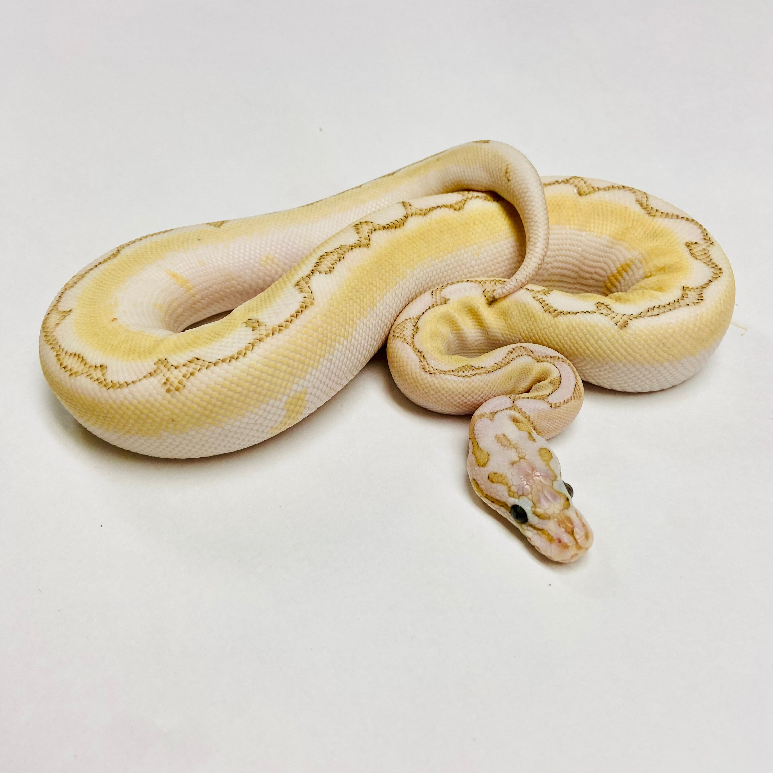 Ball Pythons for Sale at BHB Reptiles - High Quality & Wide Variety in ...