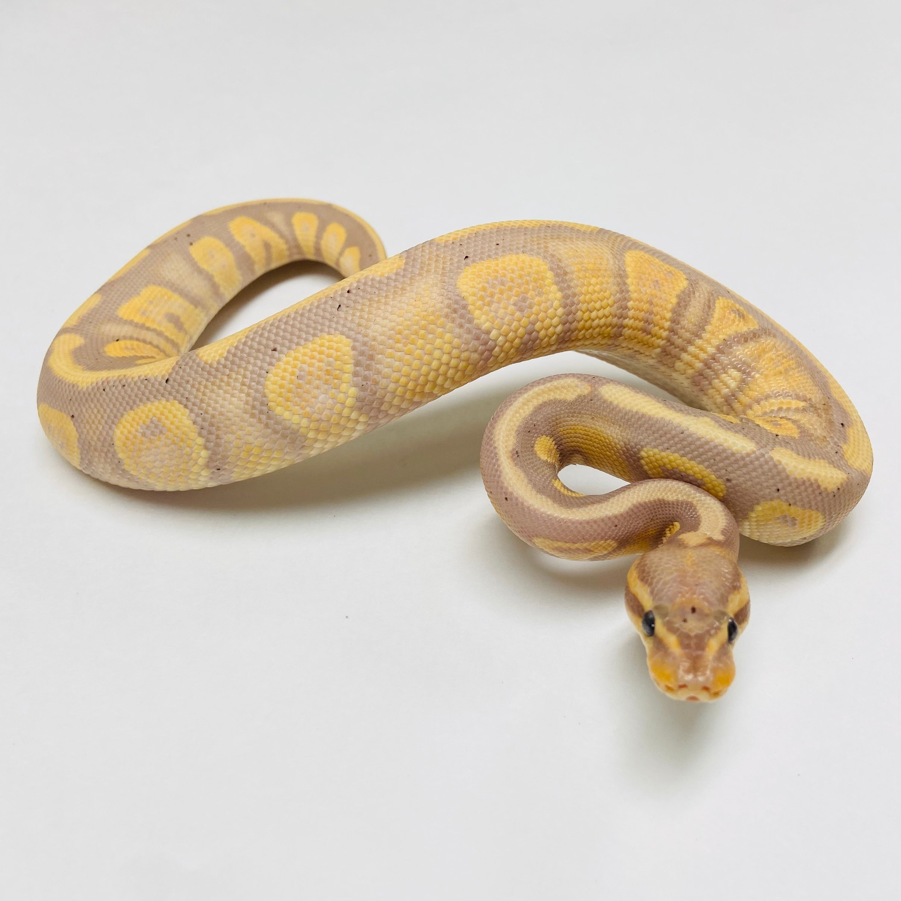 Products – Page 2 – BHB Reptiles