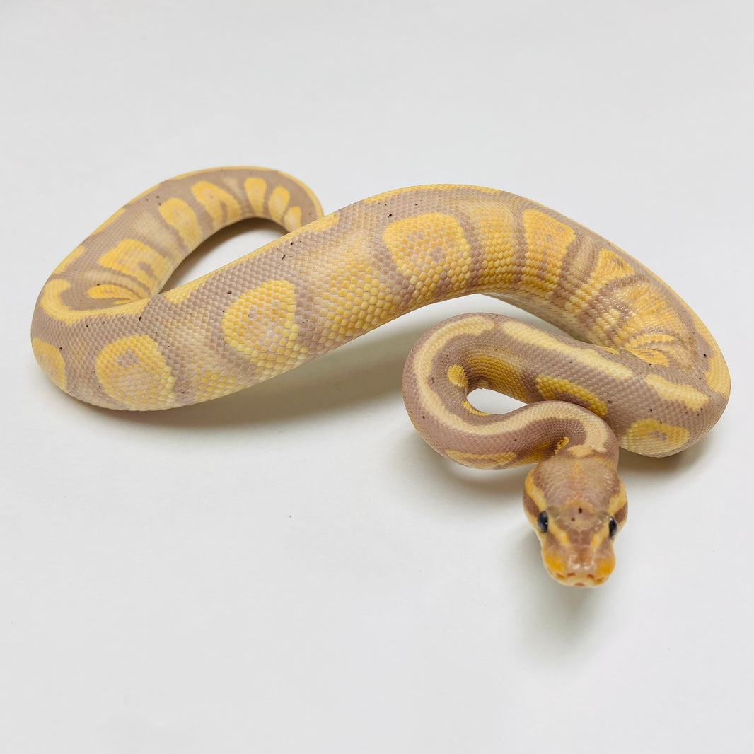 Products – Page 2 – BHB Reptiles