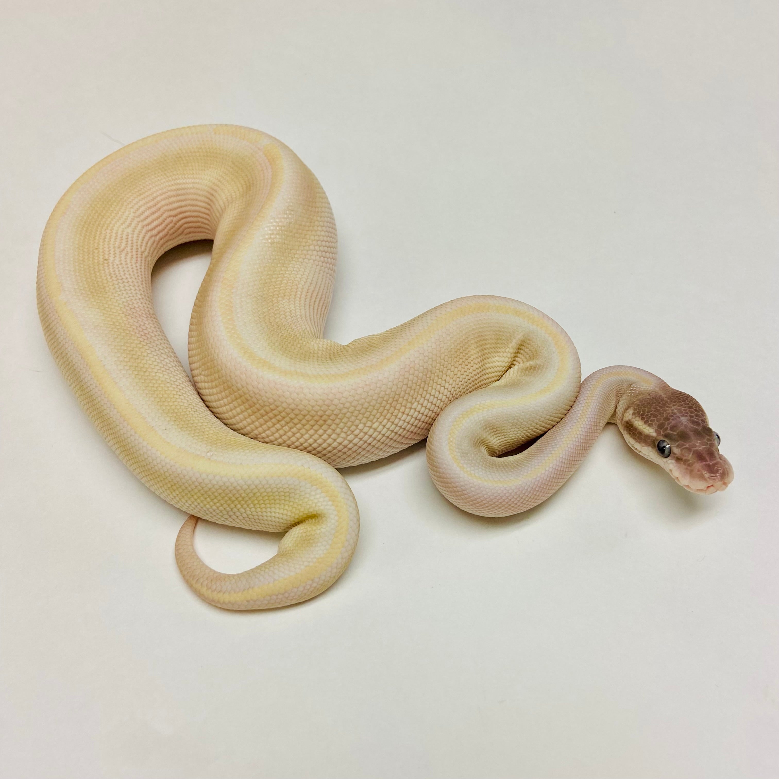 Ball Pythons for Sale at BHB Reptiles - High Quality & Wide Variety in ...