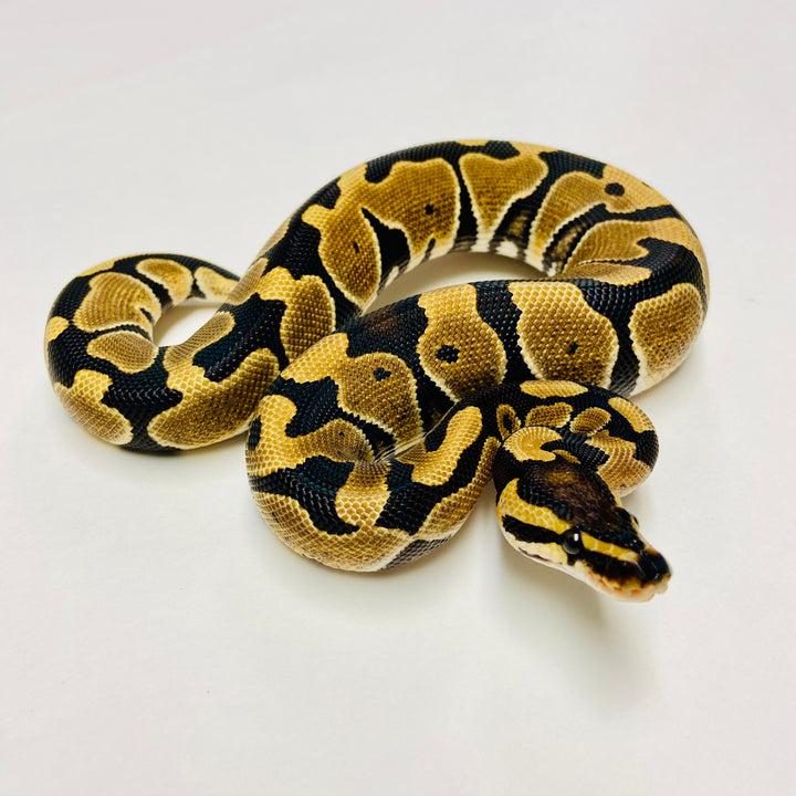 Ball Pythons for Sale at BHB Reptiles - High Quality & Wide Variety in ...