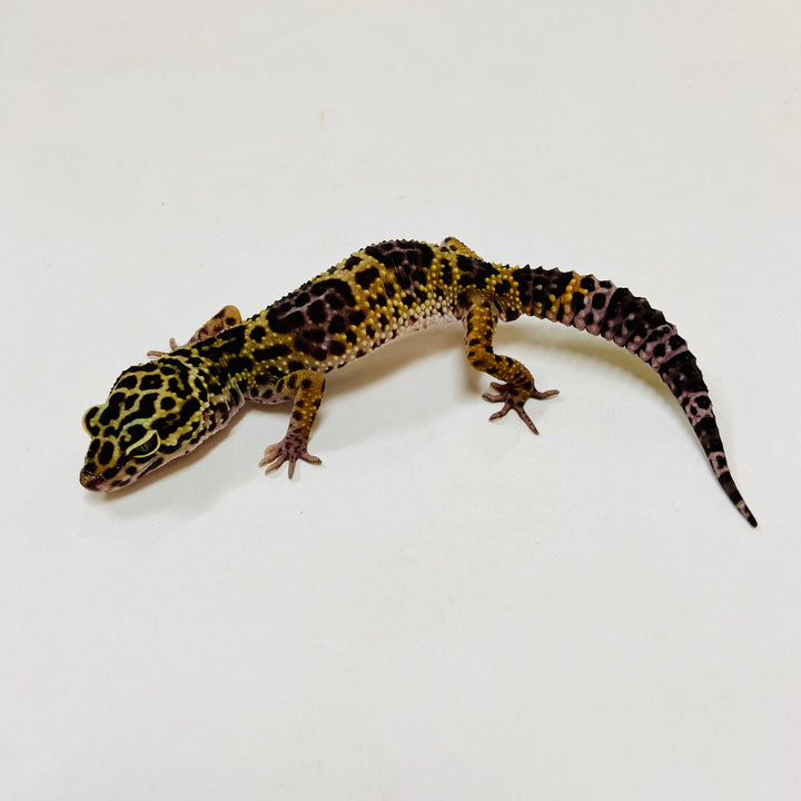 Leopard Geckos for Sale at BHB! Top Quality & Vast Selection in the US ...