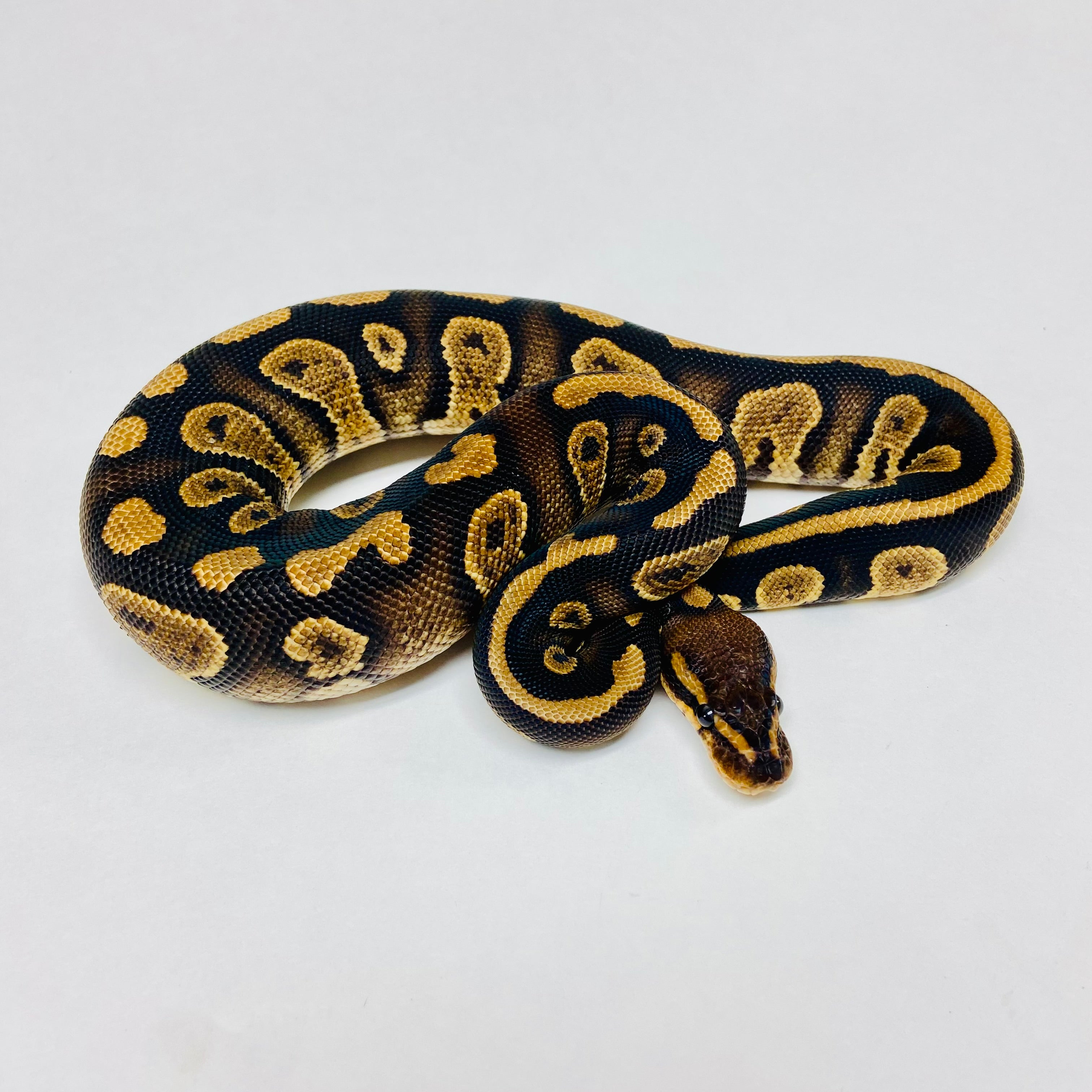 Ball Pythons for Sale at BHB Reptiles - High Quality & Wide Variety in ...