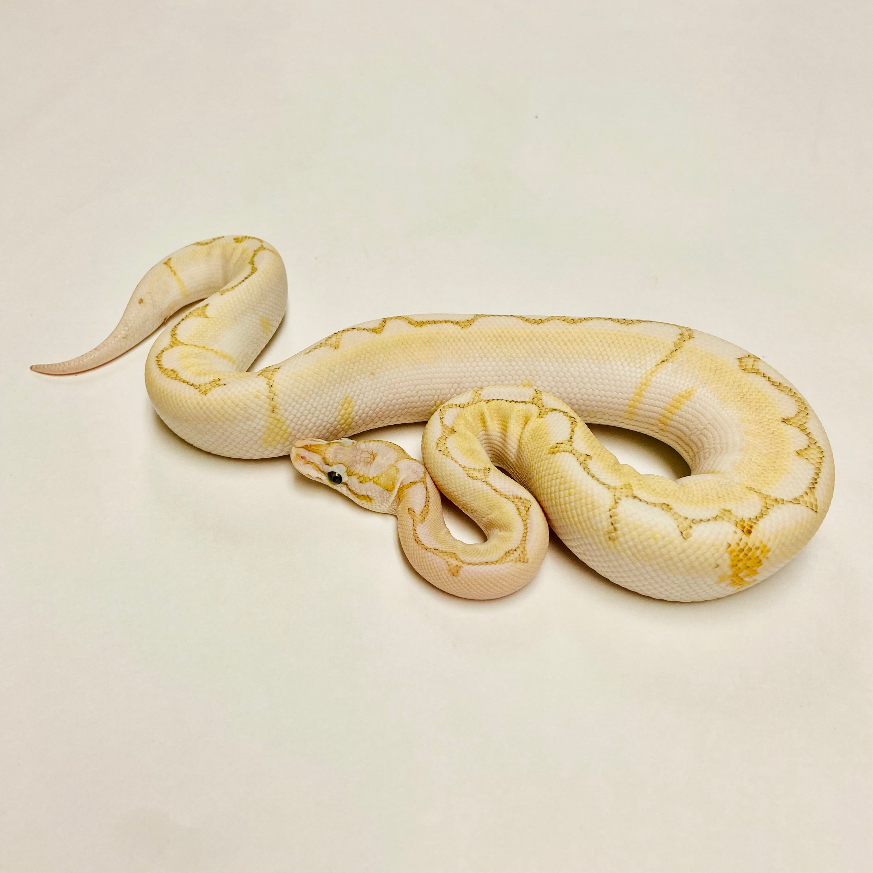 Ball Pythons for Sale at BHB Reptiles - High Quality & Wide Variety in ...