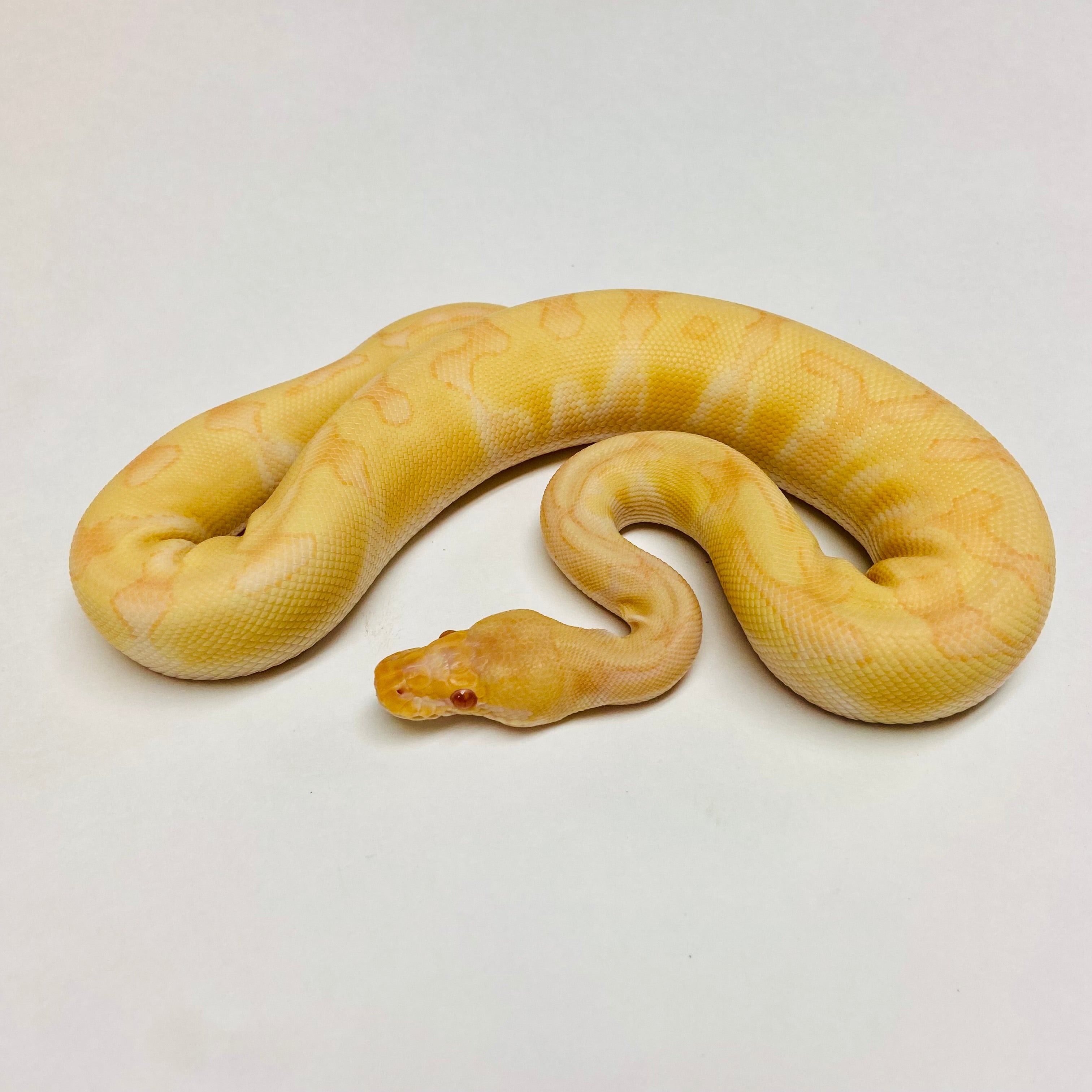 Ball Pythons for Sale at BHB Reptiles - High Quality & Wide Variety in ...