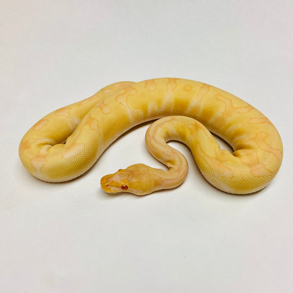 Ball Pythons for Sale at BHB Reptiles - High Quality & Wide Variety in ...