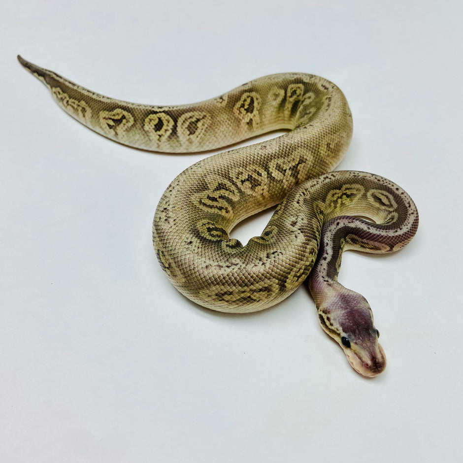 Ball Pythons for Sale at BHB Reptiles - High Quality & Wide Variety in ...