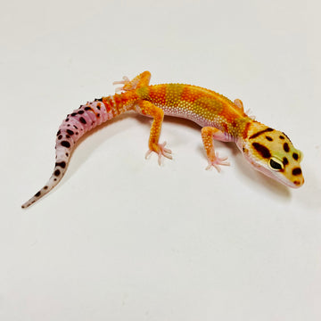 Leopard Geckos for Sale at BHB! Top Quality & Vast Selection in the US ...