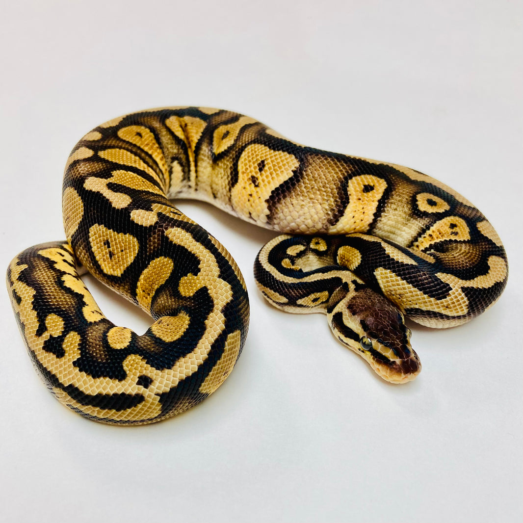 Ball Pythons for Sale at BHB Reptiles - High Quality & Wide Variety in ...