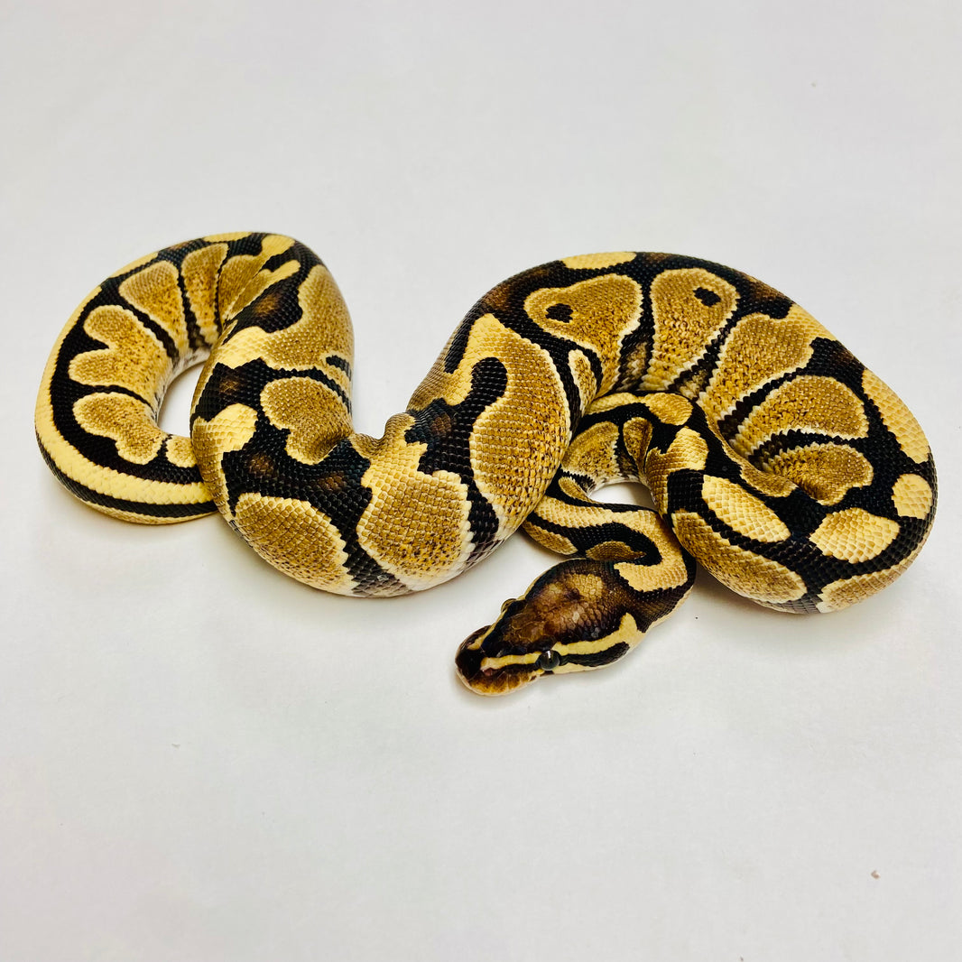 Ball Pythons for Sale at BHB Reptiles - High Quality & Wide Variety in ...